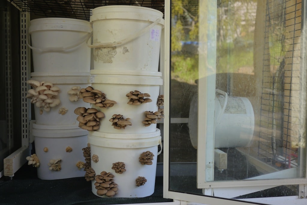 Making an Off-grid DIY Mushroom Fruiting House