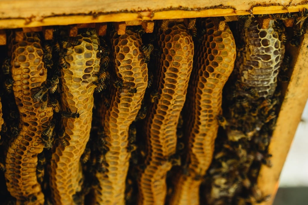 Natural Beekeeping: a Principles Based Approach - Milkwood