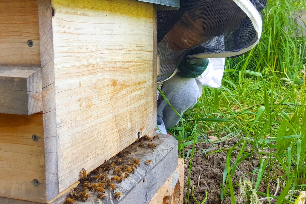 Natural Beekeeping: a Principles Based Approach - Milkwood