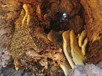 Natural Beekeeping: a Principles Based Approach - Milkwood