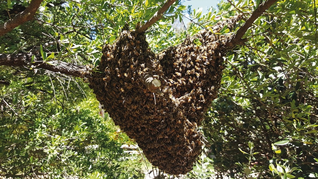 Natural Beekeeping: a Principles Based Approach - Milkwood
