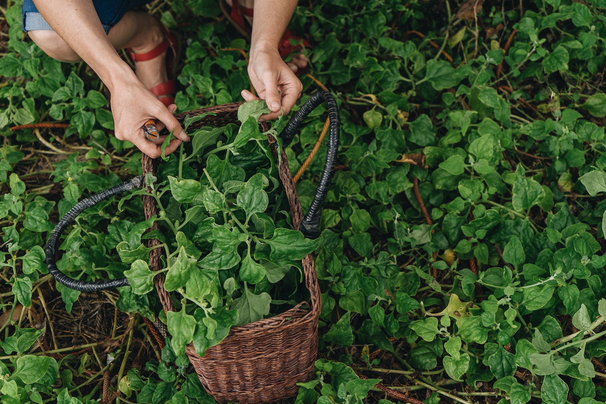 The Right to Roam: tips for first-time foragers - Milkwood