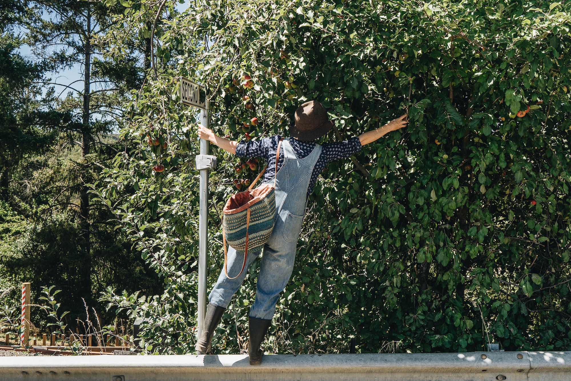 The Right to Roam: tips for first-time foragers - Milkwood