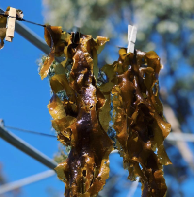 The Milkwood Kids Seaweed Guide - Milkwood: permaculture courses ...