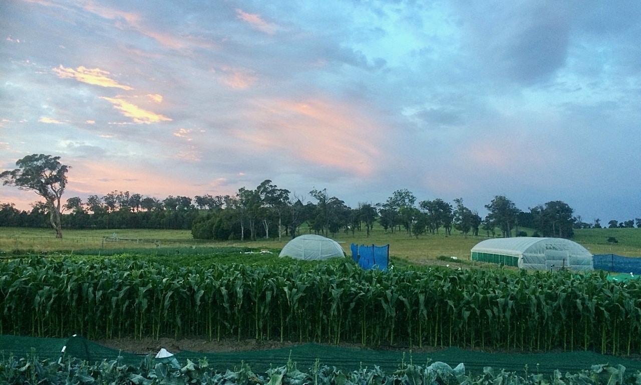 5 Things every Future Farmer needs to know - with Olivier Sofo of ...