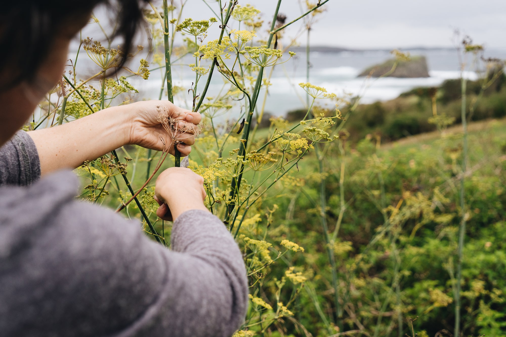 Learn 5 Wild & Useful Plants Near You
