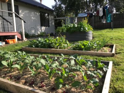 8 weeks to Victory! An 8-week veggie patch from scratch, in a rental ...