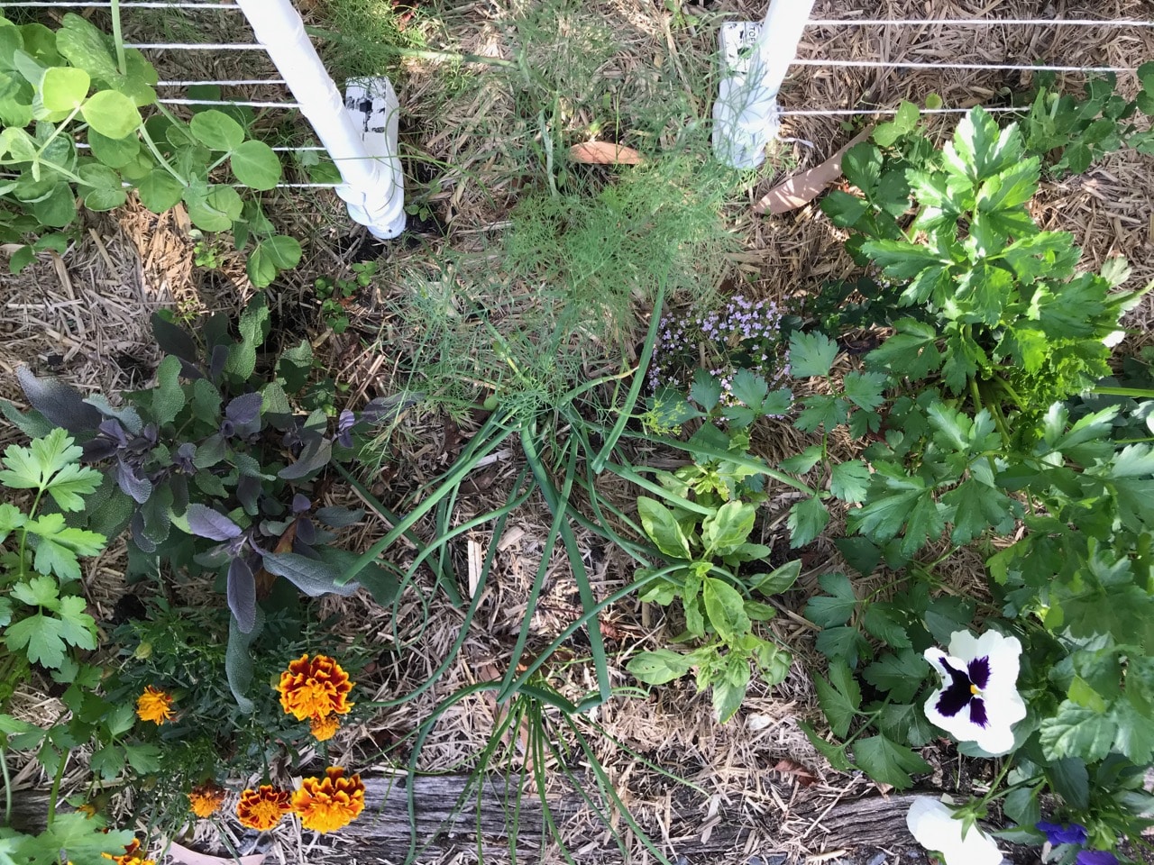 8 weeks to Victory! An 8-week veggie patch from scratch, in a rental ...