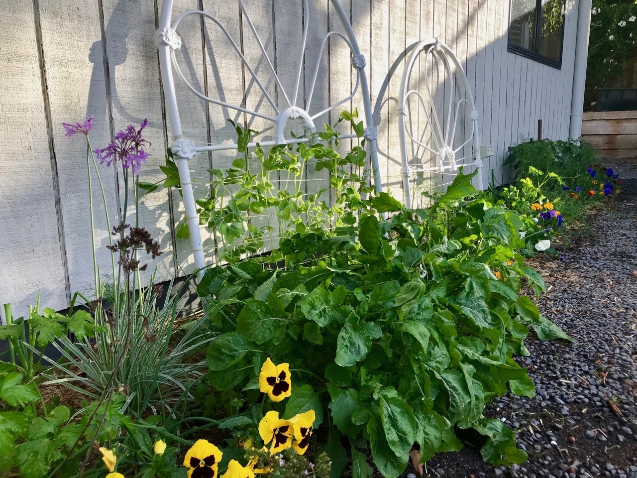 8 weeks to Victory! An 8-week veggie patch from scratch, in a rental ...