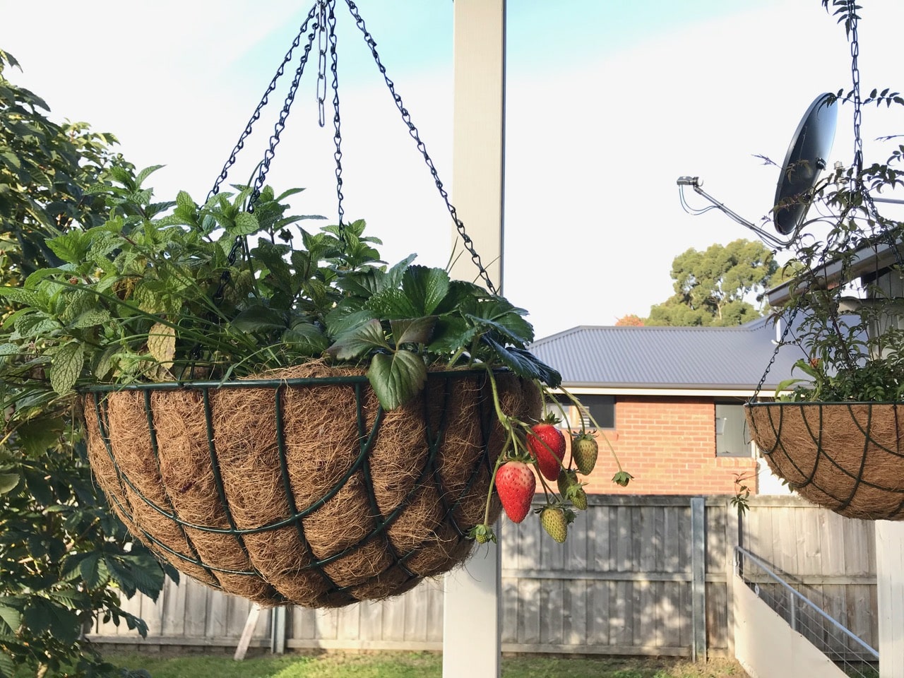 8 weeks to Victory! An 8-week veggie patch from scratch, in a rental ...