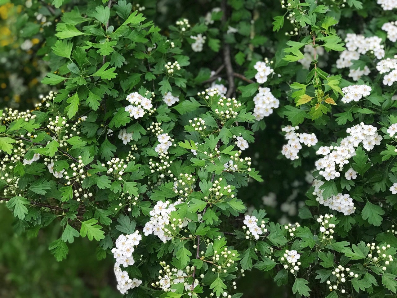 Hawthorn: Foraging and Using - for heart and immunity care: Milkwood ...