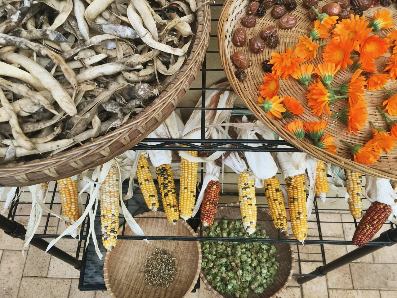 Video: Seed Saving Basics & Starting Your Own Seed Bank