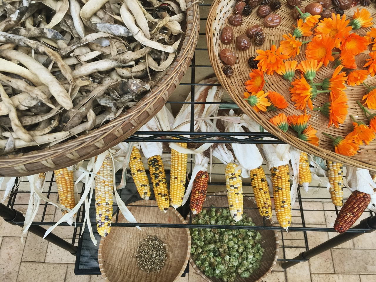 Video: Seed Saving Basics & Starting Your Own Seed Bank