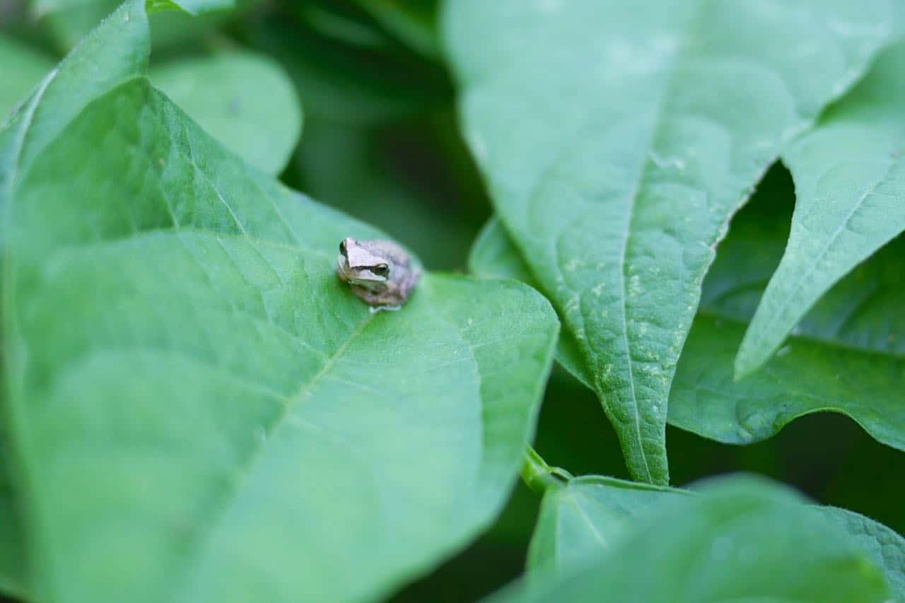 Creating a Resilient Garden: with pollinators, good bugs, lizards and ...