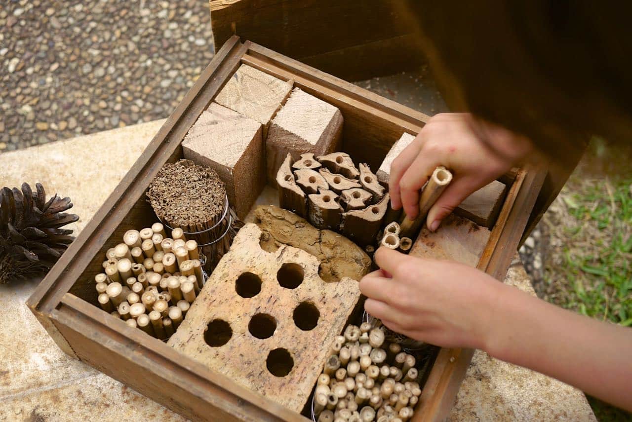 Creating a Resilient Garden: with pollinators, good bugs, lizards and ...