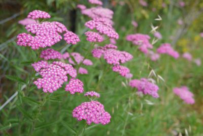 Creating a Resilient Garden: with pollinators, good bugs, lizards and ...