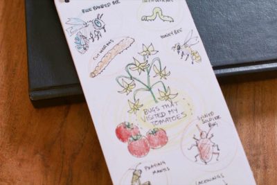 Starting a Garden or Nature Diary - Milkwood