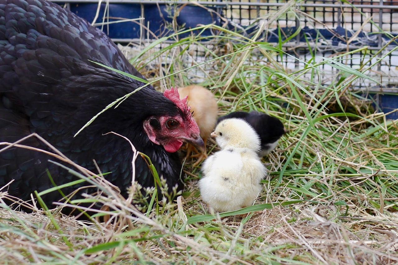 Free Guide: Getting Started With Chickens