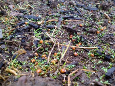 Green Manure: How to Grow and Use for your Best-Ever Soil & Veggies ...