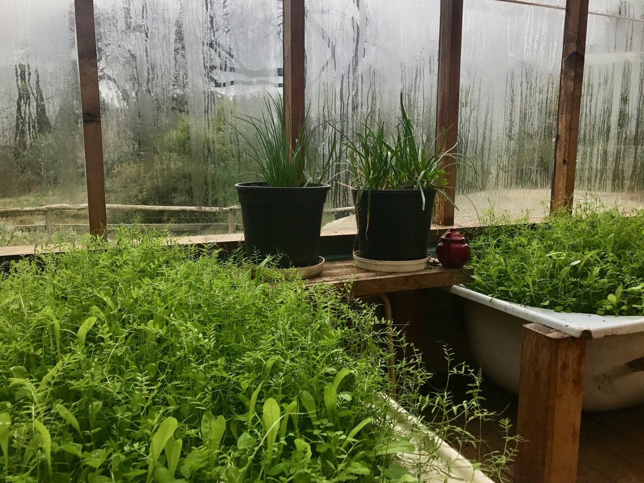 Green Manure: How to Grow and Use for your Best-Ever Soil & Veggies ...