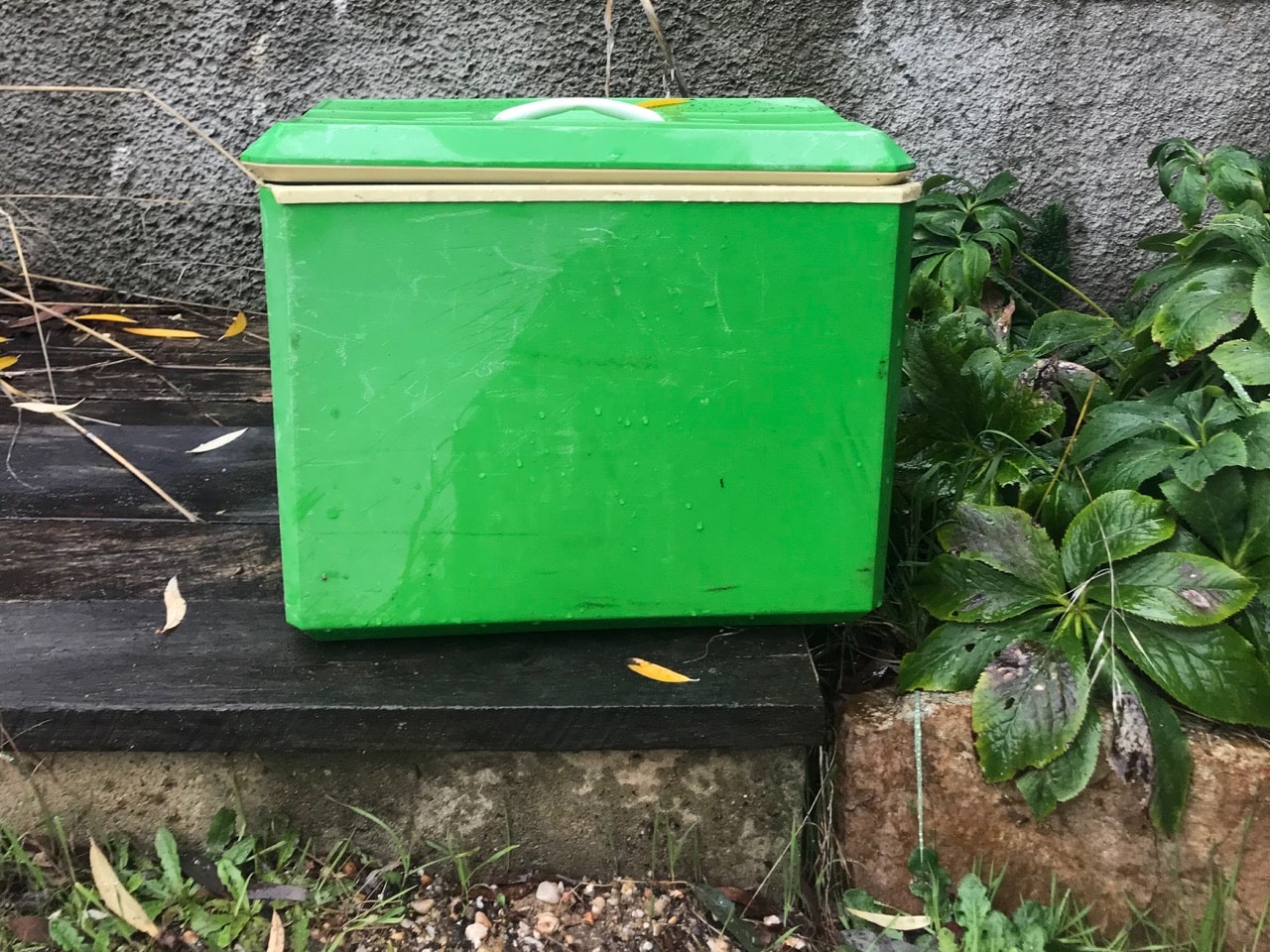 Curing Olives: Basic Brine + Salt Methods - Milkwood