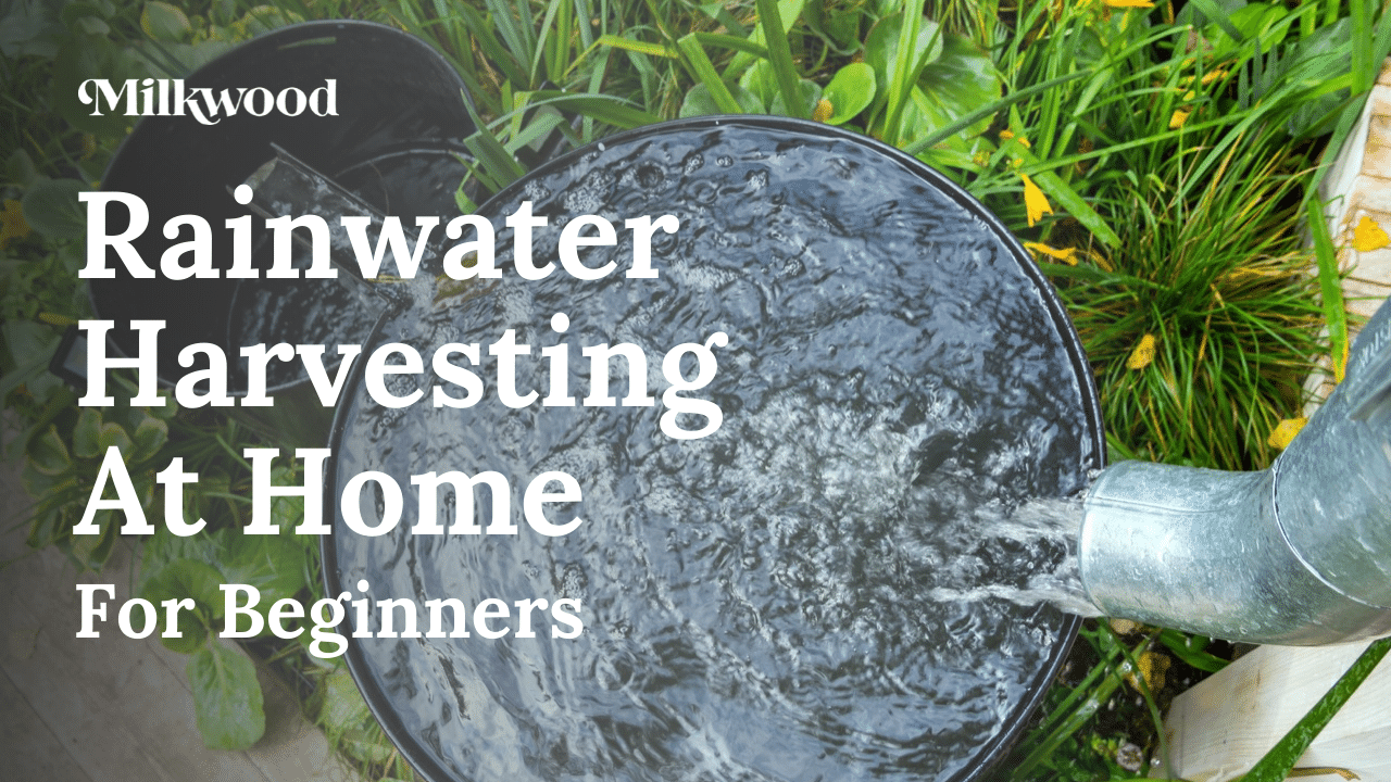 Rainwater Harvesting at Home for Beginners (Video) - Milkwood