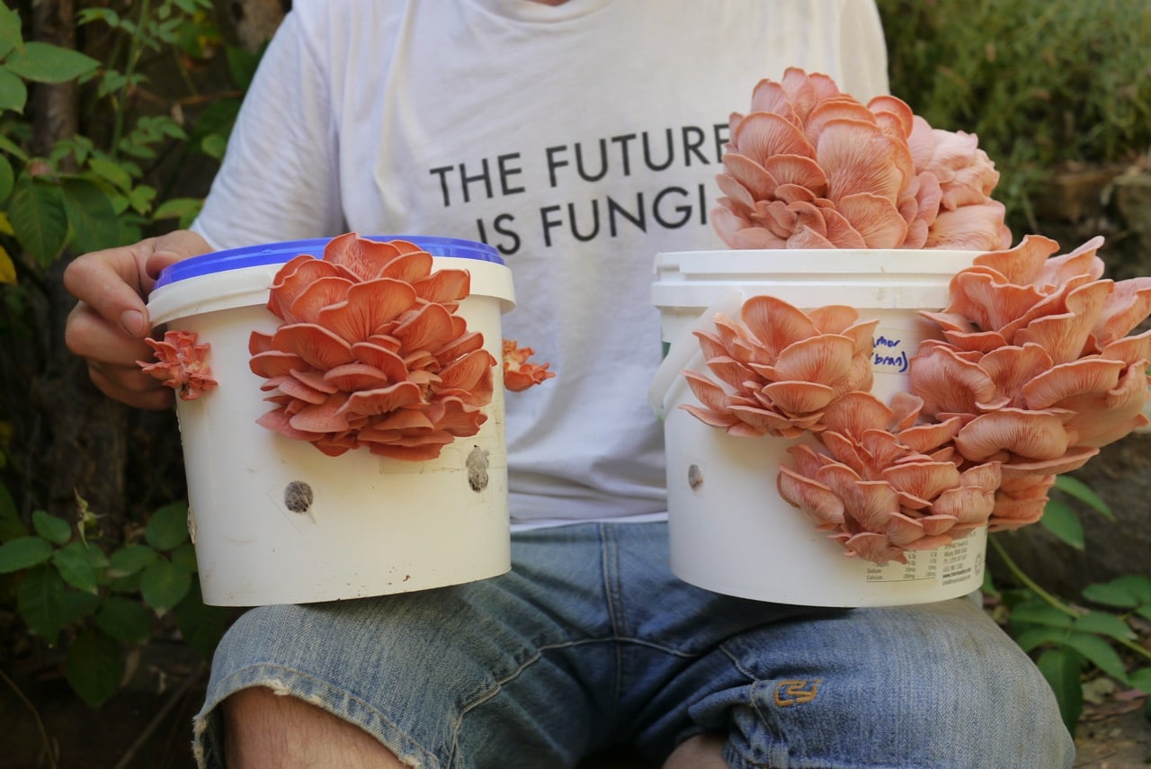 Growing Mushrooms in Buckets, Logs & Gardens [Free Guide] - Milkwood