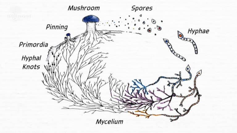 The Life Cycle of Fungi: Video - Milkwood