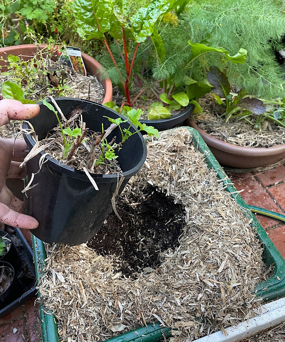 No-Dig Pots: DIY Way to Grow Loads of Veggies In Containers - Milkwood