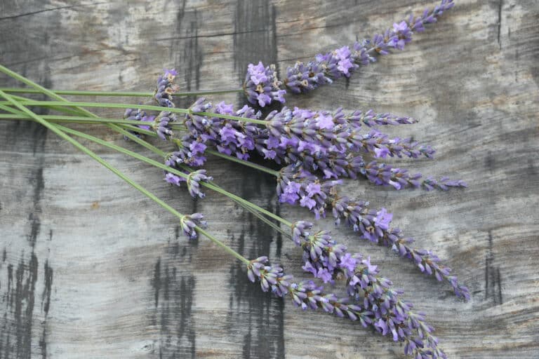 Herbal Tea Posy - Community Care in a Jar - Milkwood