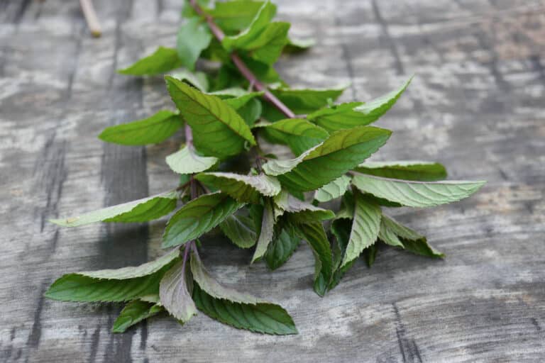 Herbal Tea Posy - Community Care in a Jar - Milkwood