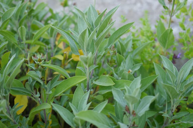 Herbal Tea Posy - Community Care in a Jar - Milkwood