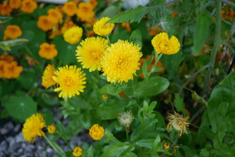Herbal Tea Posy - Community Care in a Jar - Milkwood