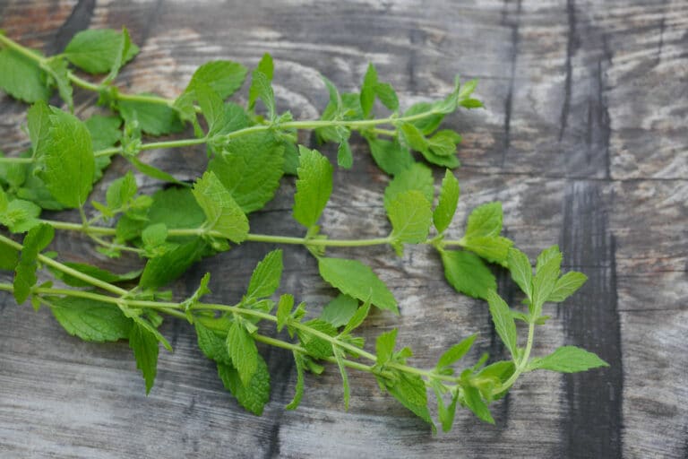 Herbal Tea Posy - Community Care in a Jar - Milkwood