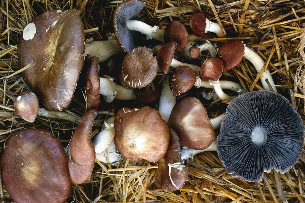 How To: Grow Edible Mushrooms In Your Home Garden - Milkwood