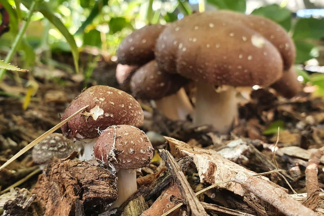 Comment : faire pousser des champignons comestibles dans votre jardin