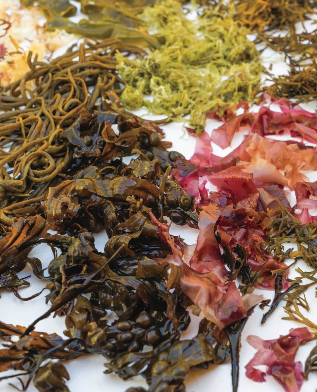 Free Kids Seaweed Guide | Milkwood