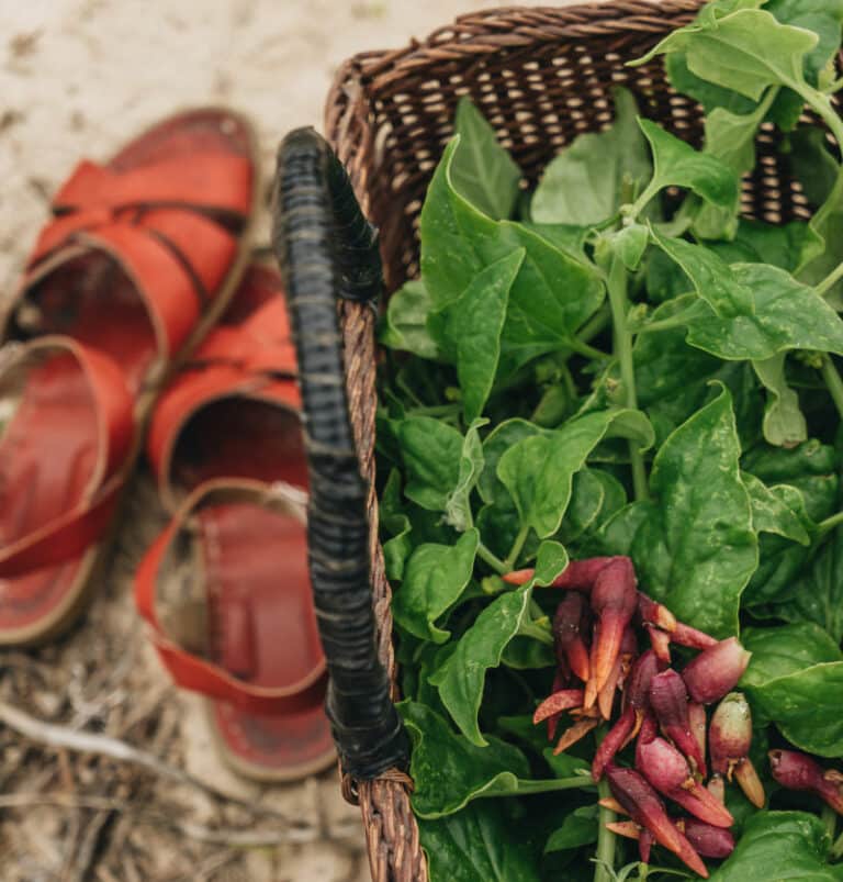 Free Guide to Foraging