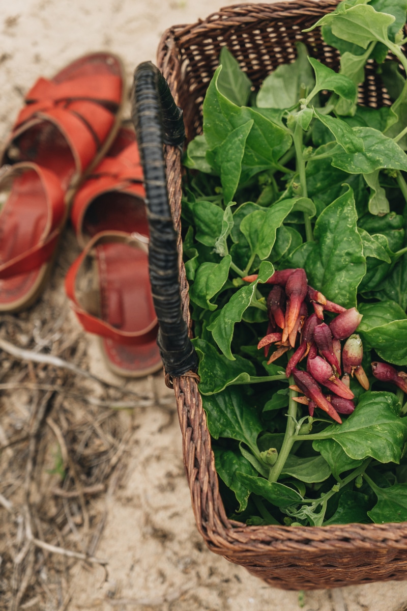 Free Guide to Foraging