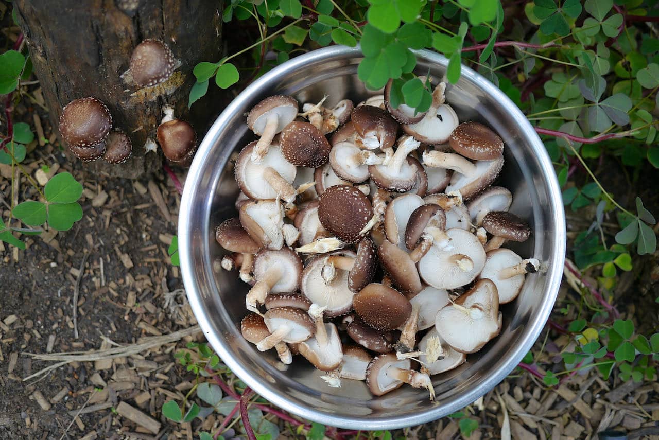 Growing Mushrooms on Logs - Video - Milkwood: permaculture courses ...