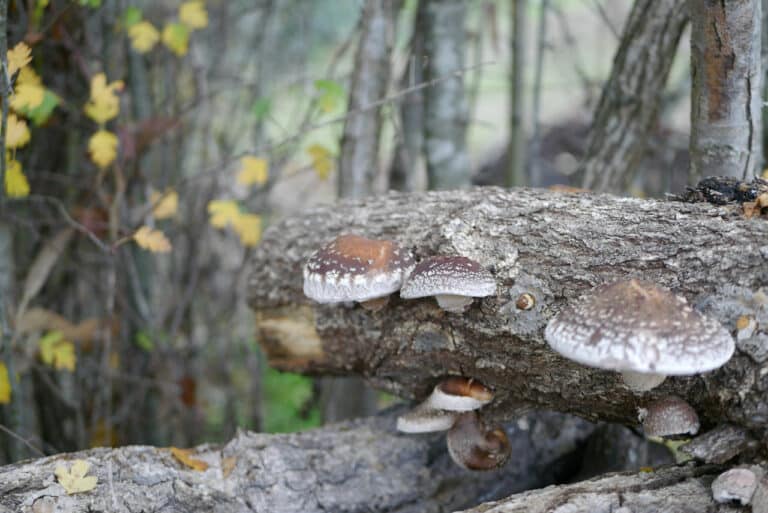 Growing Mushrooms on Logs - Video - Milkwood: permaculture courses ...