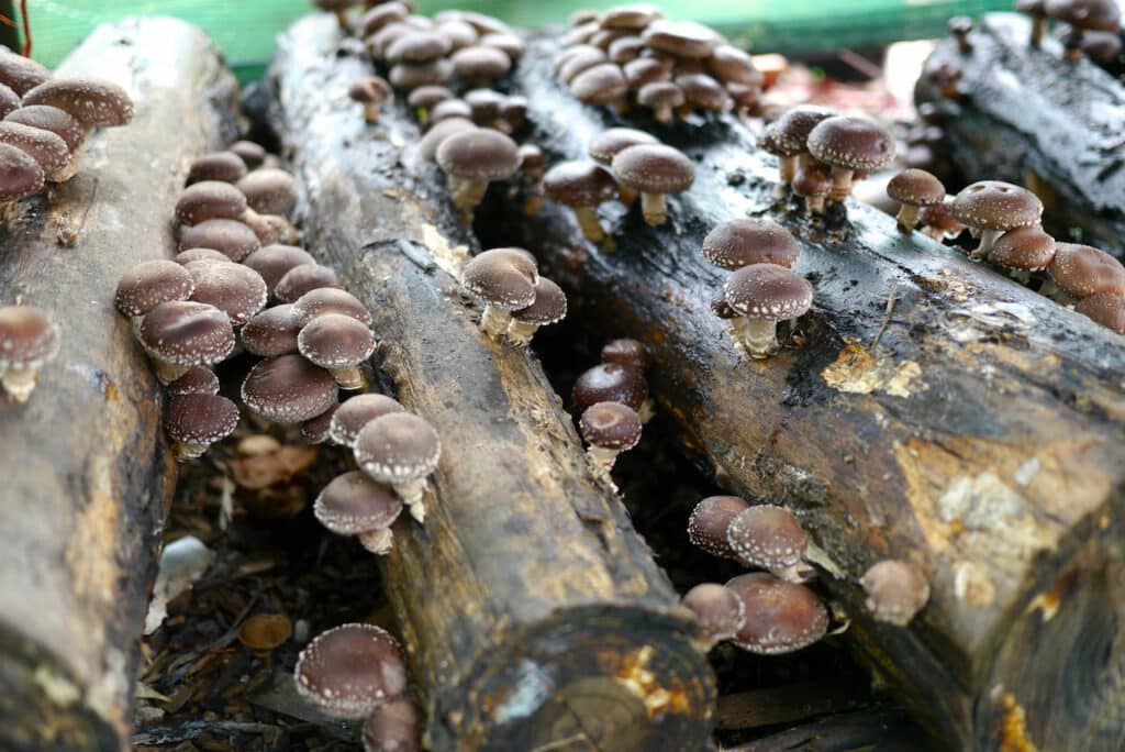 Growing Mushrooms on Logs - Video - Milkwood: permaculture courses ...