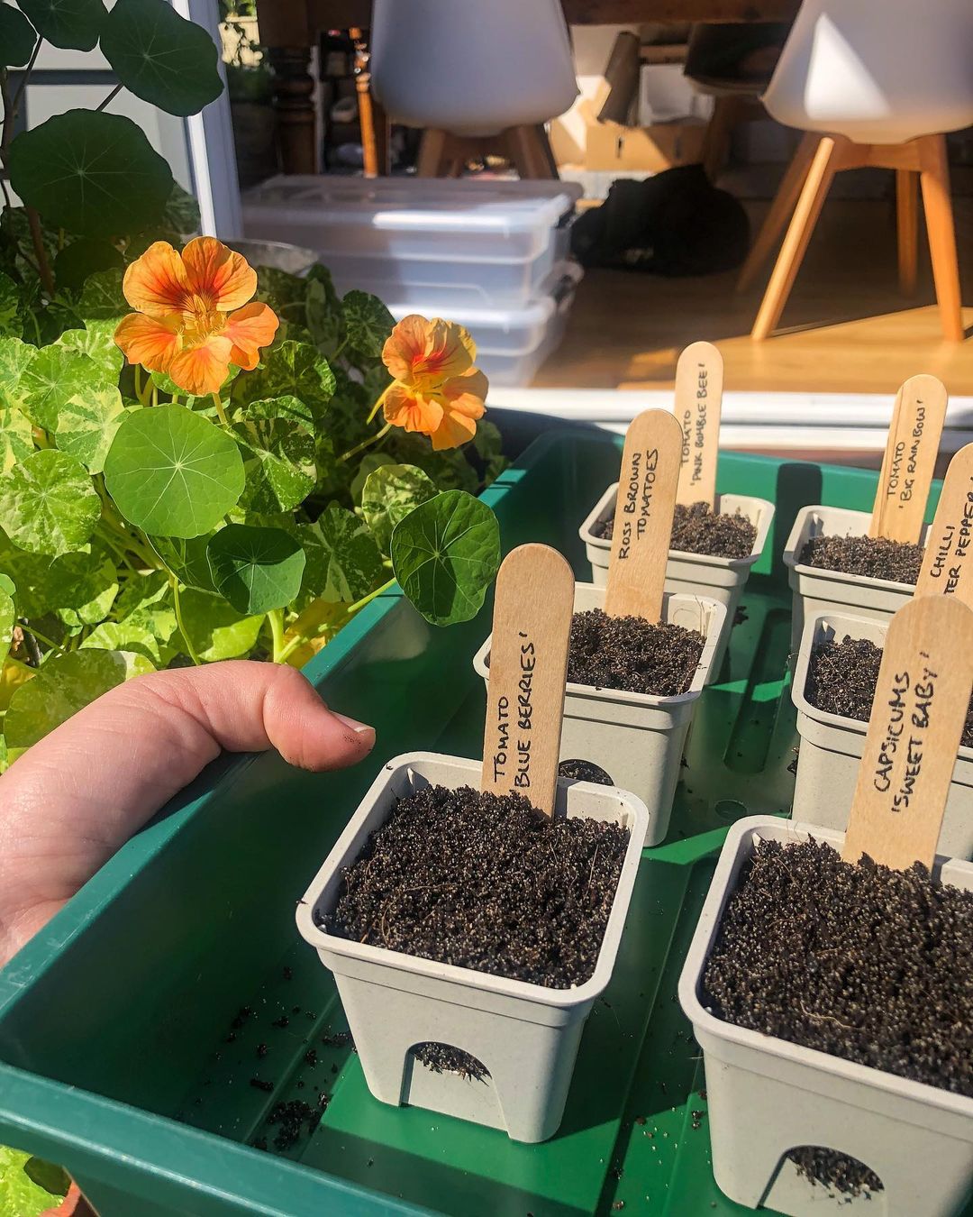 How to Make the Best-Ever Seed Raising Mix - Milkwood