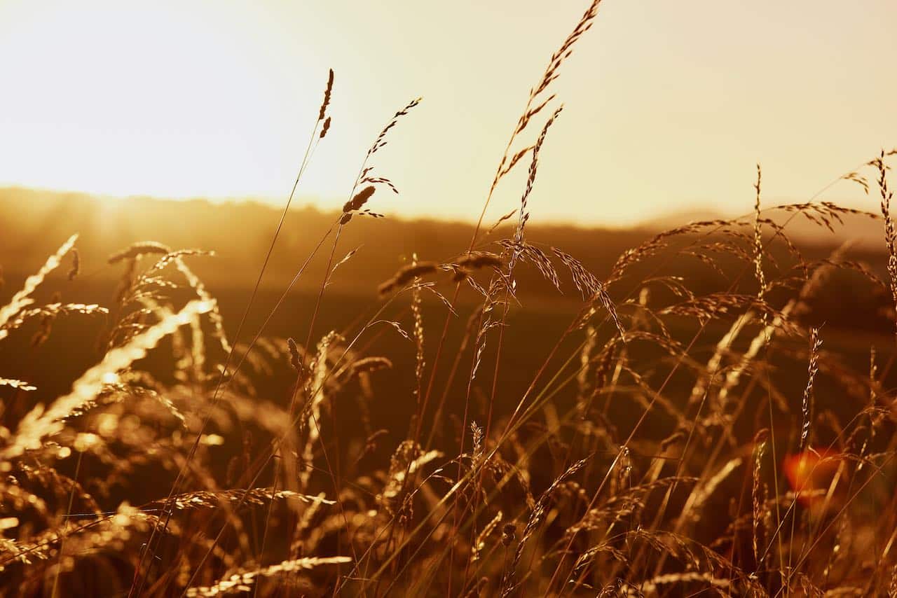 Learning the Story of the Country You're On - Habits for Hope #0 - Milkwood