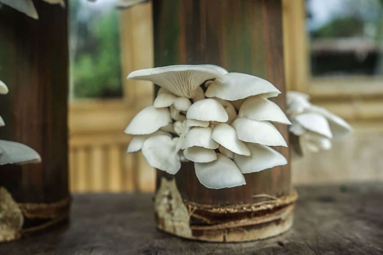 Grow Mushrooms in Bamboo! - Milkwood