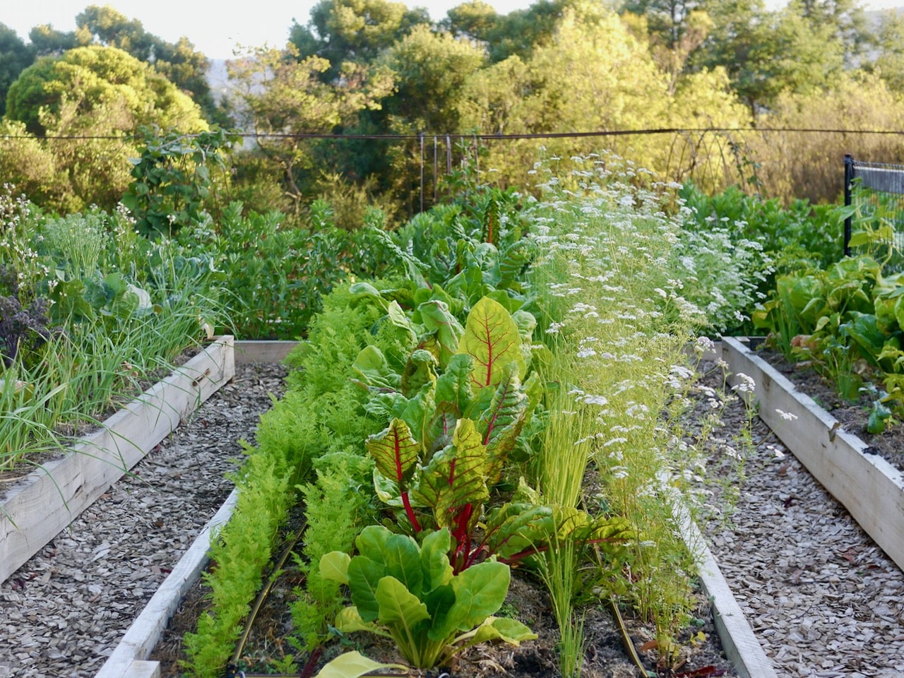 Companion Planting with Permaculture: Follow The Plants