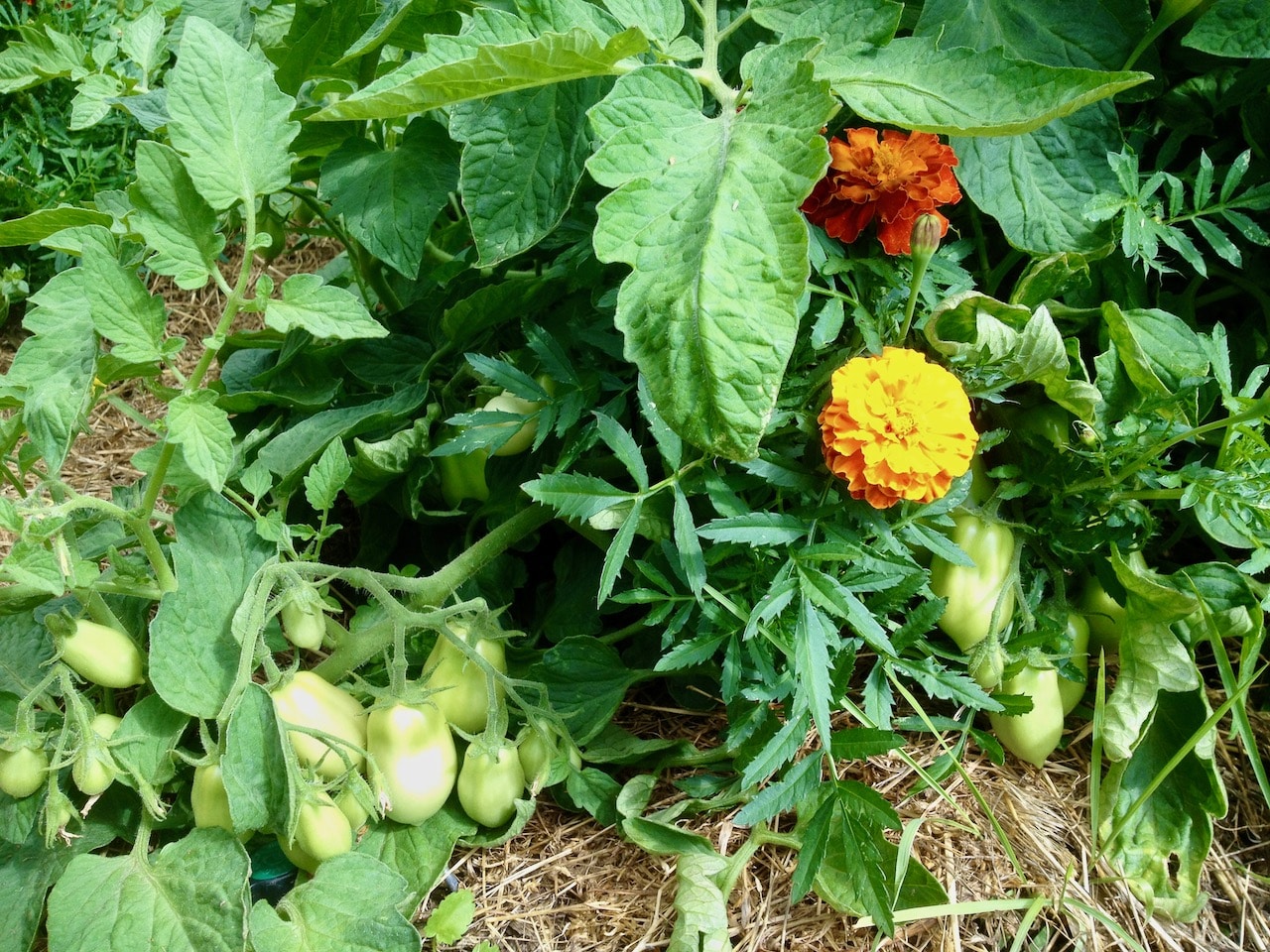 Companion Planting with Permaculture: Follow The Plants