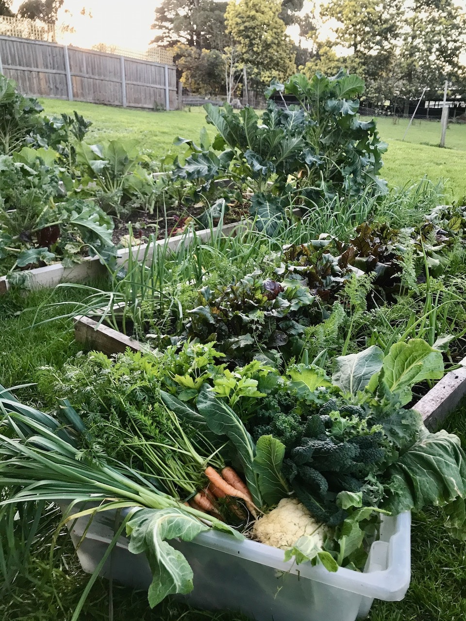 Companion Planting with Permaculture: Follow The Plants