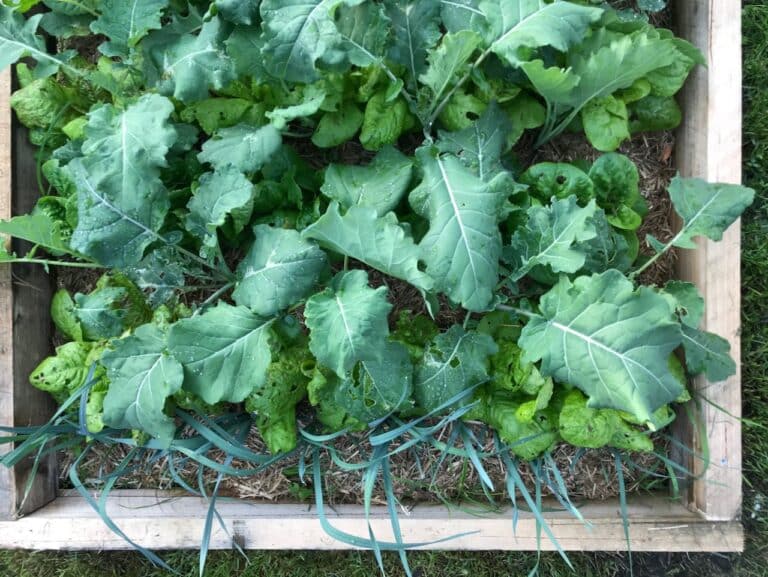 Companion Planting with Permaculture: Follow The Plants