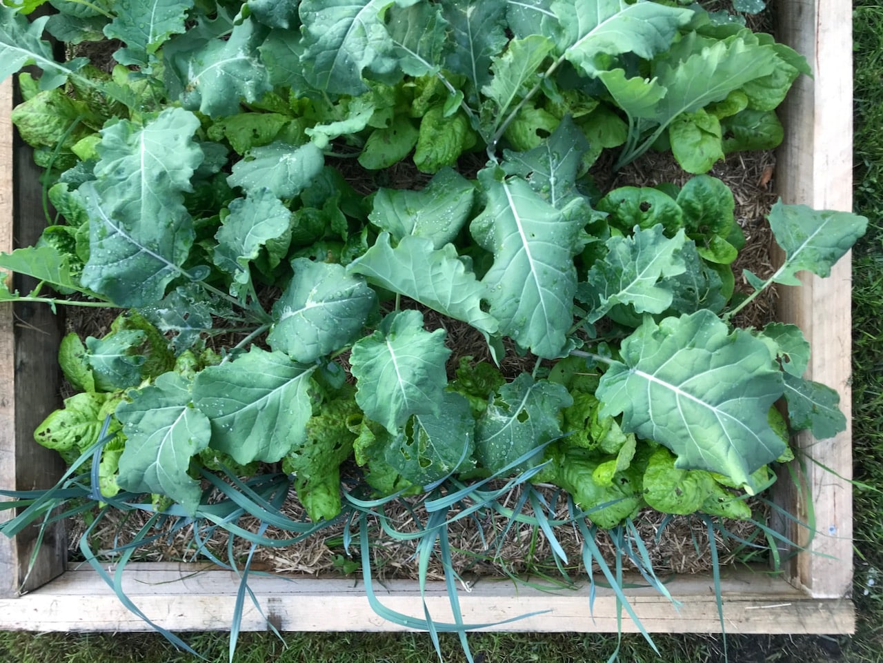 Companion Planting with Permaculture: Follow The Plants
